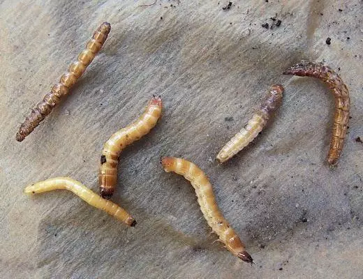 Larvae Beetle-fluchtoets