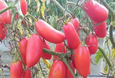 Kypsä tomaatti
