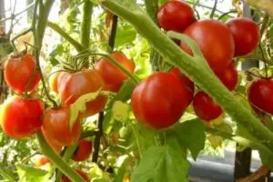 Deskripsyon nan tomat Sharad tomat la, karakteristik li yo ak sede