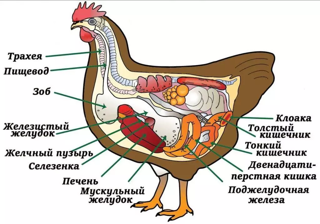 Пилешка шема