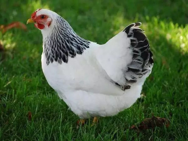 Գեղեցիկ հավ
