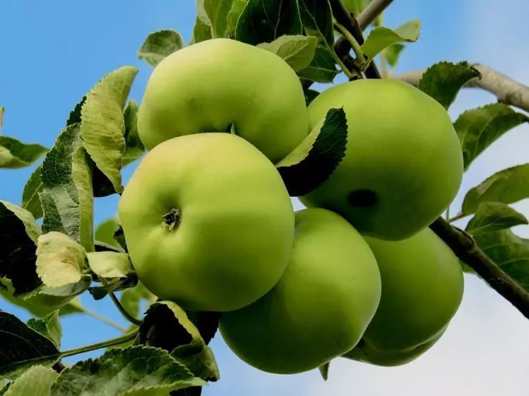 Apple Trees για τη Σιβηρία
