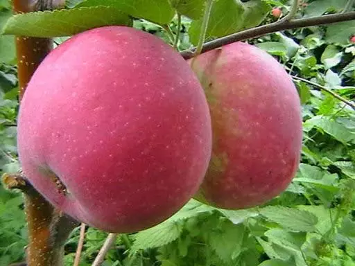Apple Tree pentru Siberia Tolunay