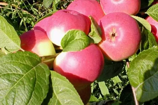 Sibirya Bayana için elma ağacı