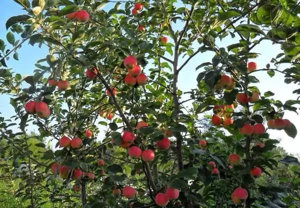 Խնձորի ծառեր Սիբիրի համար