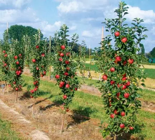 Apple trær for Sibir