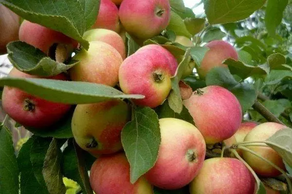 Sibirya alenushka için elma ağacı