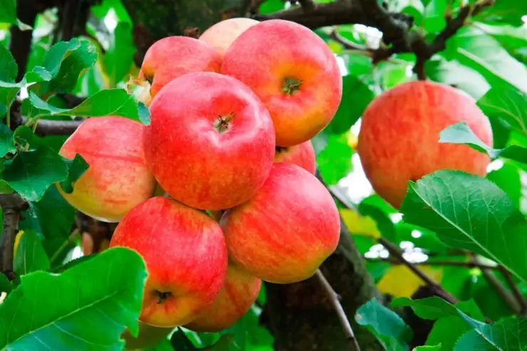 עצי תפוח עבור סיביר Zhrabrovskoye