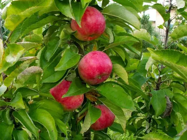 Colon'un elma ağacı Vasyugan.