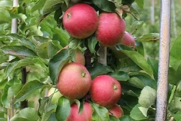 Colonova stabla jabuka Vasyugan.