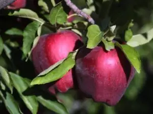 Apraksts un īpašības, priekšrocības un trūkumi ābolu pakāpes sarkano deliches, ring smalkumu