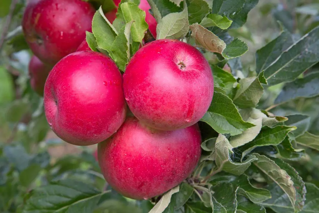 Apfelbaum Weihnachten.