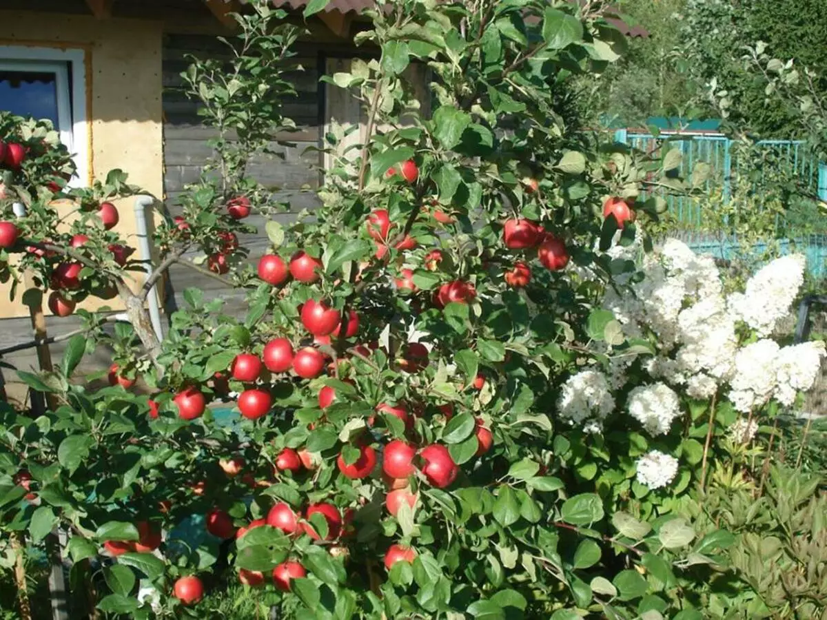 Apfelbaum Weihnachten.