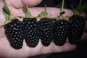 Popis a pěstování obřích odrůd Blackberry, rysy péče