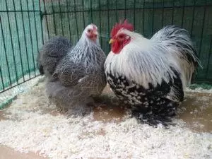 Beskrivelse og egenskaper ved rasen av kyllinger Crochinkhins, innholdsregler
