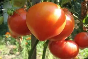 Lýsing á tómötum Tomato Siberian Tomato, einkennandi og ávöxtunarkrafa