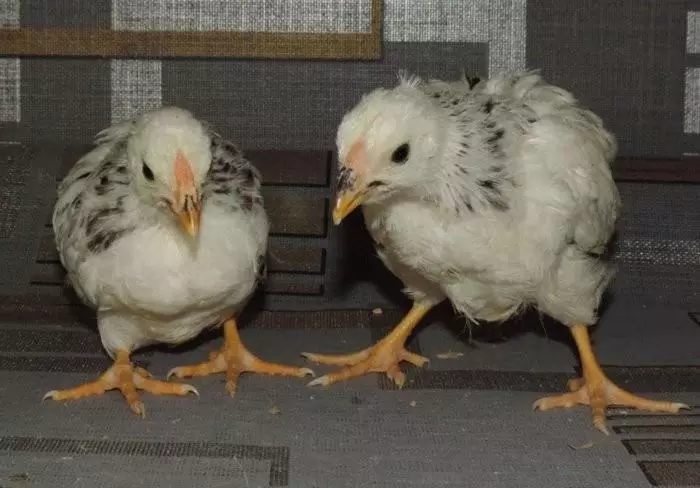 Małe kurczaki