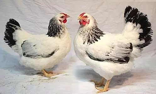 Dva piščanca