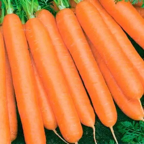 पका गाजर