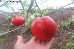 Karakterističan i opis sorti rajčice slatko čudo, njegov prinos