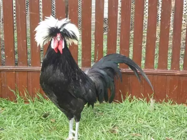 Hermoso gallo