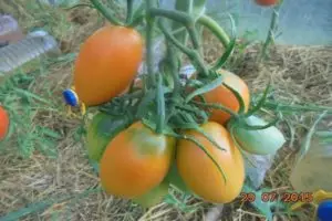Beskrywing van die Tamatie Tomato Gold Bullet en sy eienskappe
