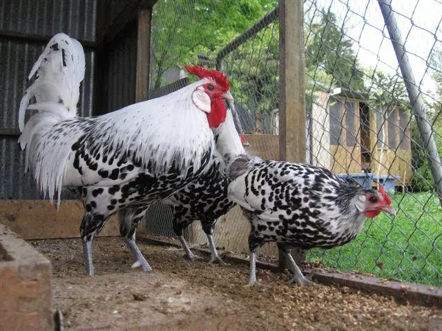 Rooster och kyckling