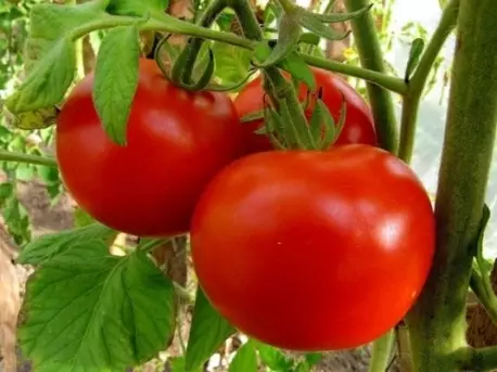 在菜園上的番茄
