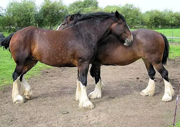 Hestur þungur