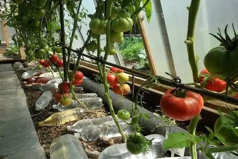 Polyv tomatoes.