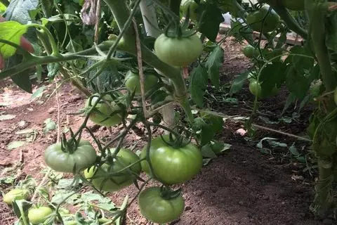 Tomat Akeh
