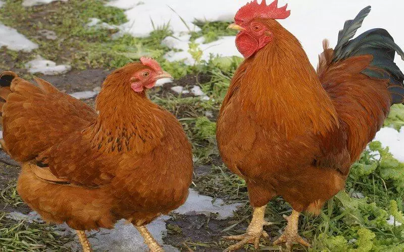 ניו הזמשייר גזע תרנגולות