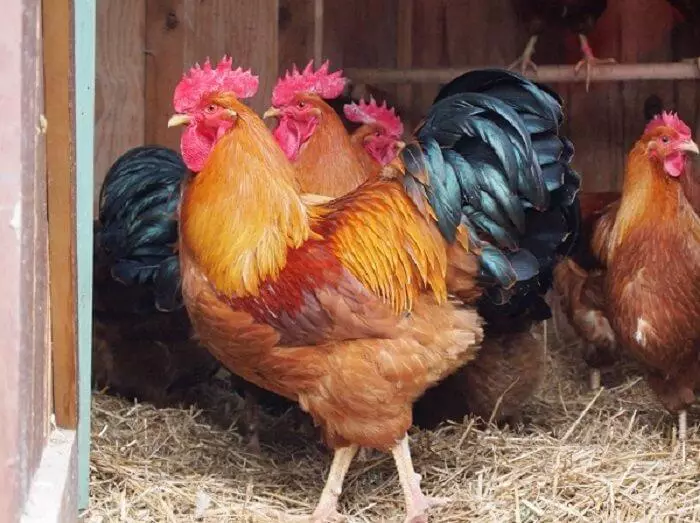 Nuevos pollos de raza Hemphire