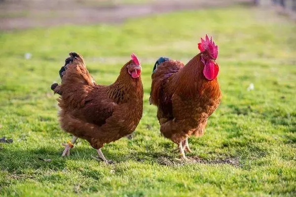 Nové kuřata plemene Hempshire