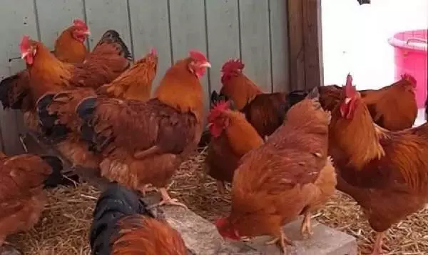 Paglalarawan at mga katangian ng lahi ng mga chickens Bagong hempshire, kasaysayan at mga patakaran ng nilalaman