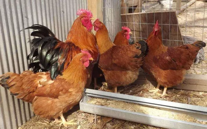 Νέα κοτόπουλα φυλής Hempshire