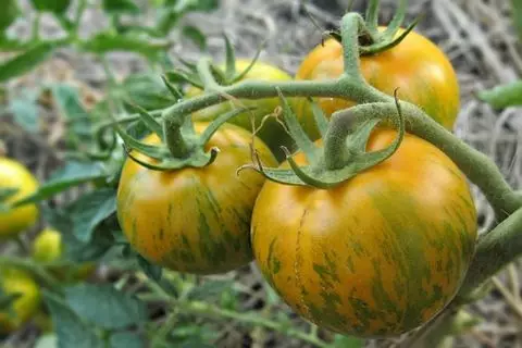 گوجه فرنگی در یک شاخه
