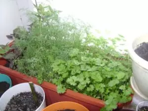 Bagaimana untuk menanam pasli dari benih di tingkap di musim sejuk dan menjaga dia