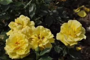 Descrición e características de rosas de variedades freesia, tecnoloxía de crecemento