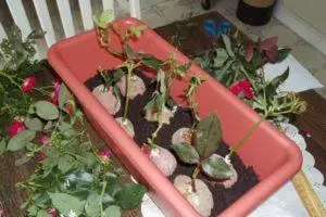 Com créixer rosa en patates, mètodes de cultiu i reproducció