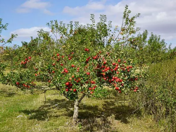 Apple Tree Imant