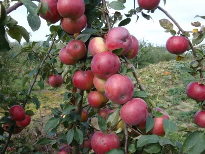 Apple Tree Imant.