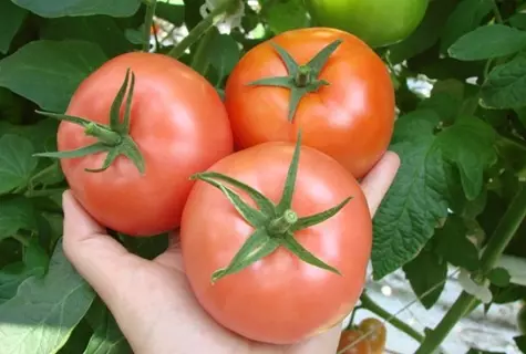 Tashqi ko'rinishi pomidor pushti katya f1
