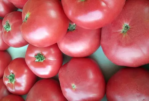 Pomidor pinko pinko katýa f1 stolda