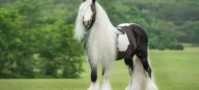 Tinker Horse.