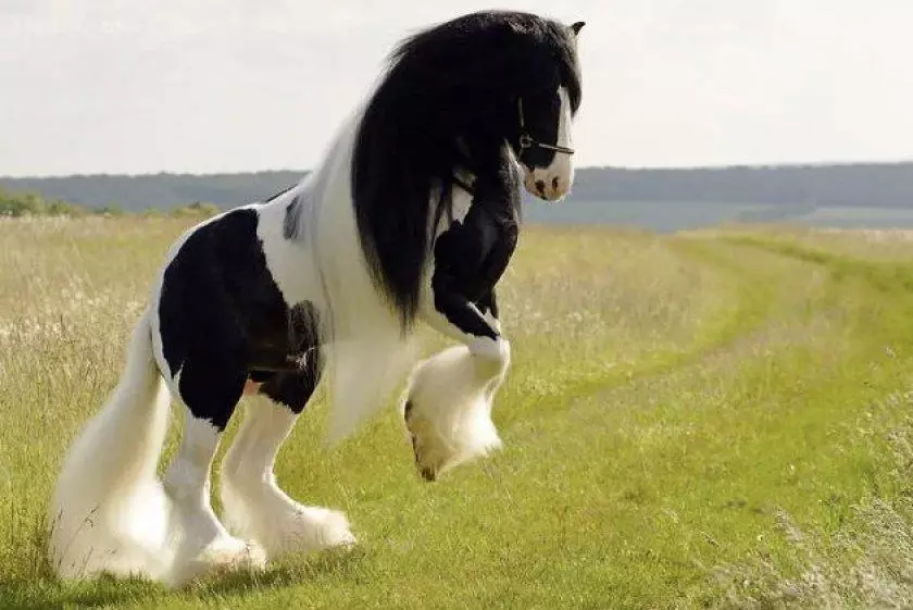 Tinker Horse.