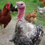 是否可以将肉鸡和火鸡保持在一起：优点和缺点，规则 1076_1