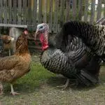 Ali je mogoče ohraniti piščance in purane skupaj: prednosti in slabosti, pravila 1076_3