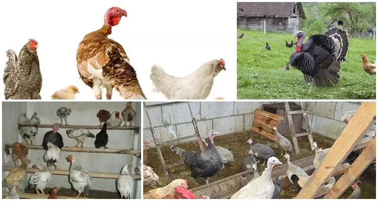 是否有可能在一个家禽屋，肉鸡和火鸡中保持在一起。联合居住的优点和缺点。如何正确组织鸟类的内容和喂养。