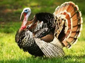Top 4 large breeds of broiler turks and growing at home
